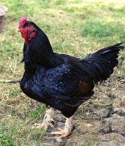Cornish Chicken Breed: Eggs, Size, Lifespan, Recognized Varieties