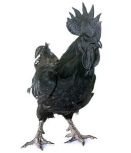 Ayam Cemani Chicken: Breed Info, Lifespan, Eggs, Size, Color, Pictures