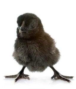 Ayam Cemani Chicken: Breed Info, Lifespan, Eggs, Size, Color, Pictures