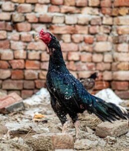 Aseel Chicken: Breed Color, Size, Eggs, Price, Pictures