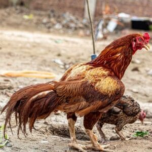 Aseel Chicken: Breed Color, Size, Eggs, Price, Pictures