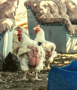 Chicken Feather Loss: Common Causes, Treatment, and FAQs