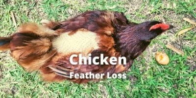 Chicken Feather Loss: Common Causes, Treatment, and FAQs
