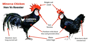 Minorca Chicken: Eggs, Size, Color, Characteristics & Pictures