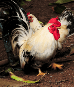 Dorking Chicken: Everything You Need to Know