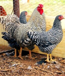 Dominique Chicken Breed: Eggs, Size, Color, Care, Pictures