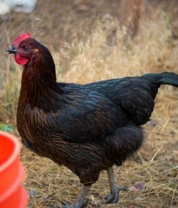 Black Star Chicken Breed: Size, Eggs, Color, Chicks, With Pictures