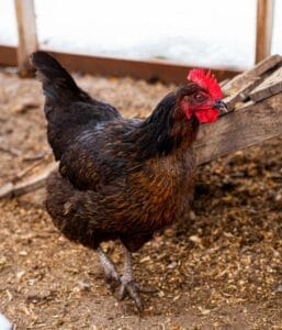 Black Star Chicken Breed: Size, Eggs, Color, Chicks, With Pictures