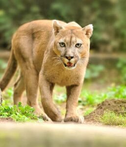 21 Top Chicken Predators : Identification Signs & Prevention Tips