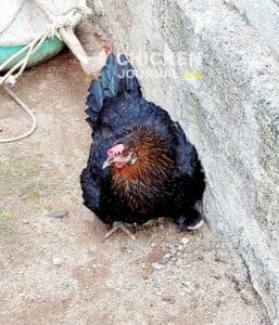 Brooding Chicken in Poultry: Method, Equipment's, Temperature