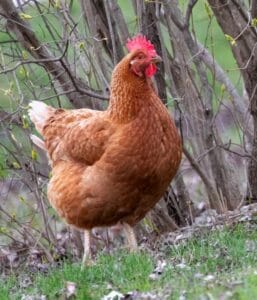 Red Ranger Chicken: Eggs, Height, Size, and Raising Tips