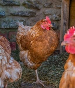 Red Ranger Chicken: Eggs, Height, Size, and Raising Tips