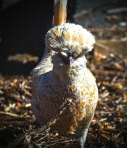 Buff Laced Polish Chicken: Varieties, Color, Eggs, Size, Pictures