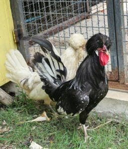 29 Best Broody Chicken Breeds for Hatching Eggs (With Pictures)