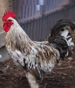 8 Chicken That Lays Green Eggs – Green Egg Layers