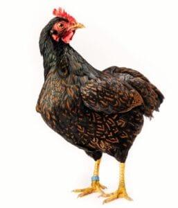 Barnevelder Chickens Breed Guide: History, Care, Characteristics