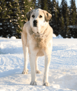 15 Best Farm Dogs for Chickens: Livestock Guardian & Herding
