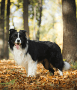 15 Best Farm Dogs for Chickens: Livestock Guardian & Herding