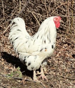 29 Best Broody Chicken Breeds for Hatching Eggs (With Pictures)