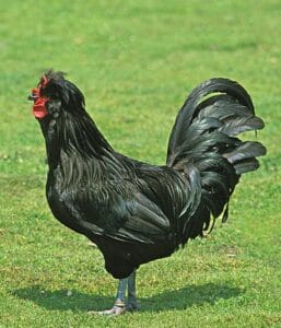 Top 11 French Chicken Breeds (With Pictures) - ChickenJournal