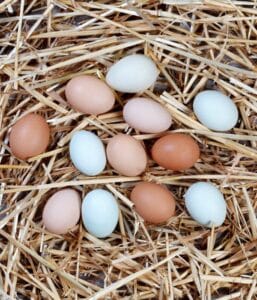 10 Best Chicken Nesting Box Pads For Safe Egg Laying (2025)