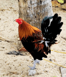 9 Best Fighting Chicken Breeds (With Pictures)