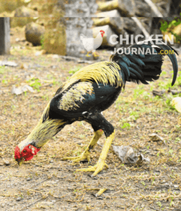 9 Best Fighting Chicken Breeds (With Pictures)