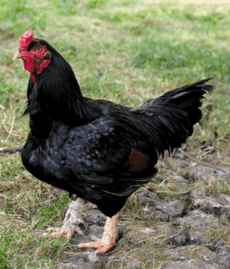 9 Best Fighting Chicken Breeds (With Pictures)