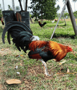 9 Best Fighting Chicken Breeds (With Pictures)
