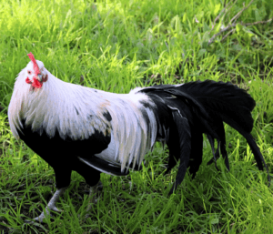 9 Best Fighting Chicken Breeds (With Pictures)