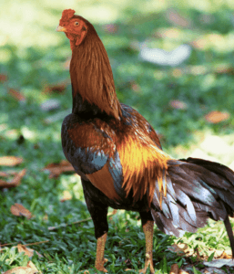 Shamo Chickens Breed Guide: The Majestic Japanese Chicken