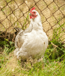 29 Best Broody Chicken Breeds for Hatching Eggs (With Pictures)