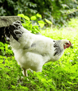 Light Brahma Chicken: Size, Eggs, Color, Chicks, Rooster, & Hen