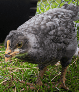 Olive Egger Chickens: Complete Breed Guide