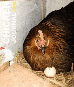 How to Increase Egg Production in Chickens: Tips and Techniques