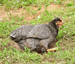 Olive Egger Chickens: Complete Breed Guide