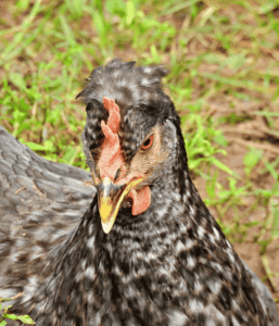Olive Egger Chickens: Complete Breed Guide