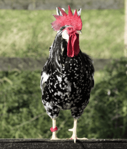 Ancona Chickens: The Ultimate Breed Guide