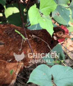 Stress in Chickens: Causes, Effects, Signs, How to Reduce?