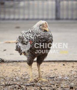 Stress in Chickens: Causes, Effects, Signs, How to Reduce?