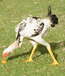 Shamo Chickens Breed Guide: The Majestic Japanese Chicken