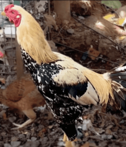 Shamo Chickens Breed Guide: The Majestic Japanese Chicken