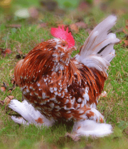 Barbu d'Uccle Chickens: History, Care, Breeding and More