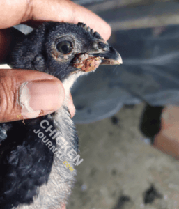 Fowl Pox in Chickens: Causes, Symptoms, Prevention & Treatment