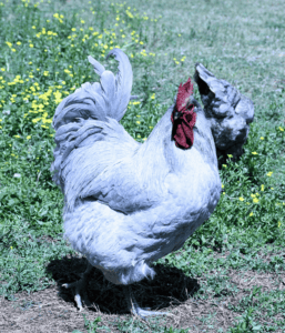 Lavender Orpington Chickens: Eggs, Color, Size, Care, & Pictures