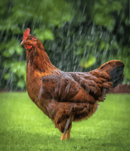 How to Raise Chickens in Rain? - Chicken Journal