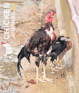 How to Raise Chickens in Rain? - Chicken Journal