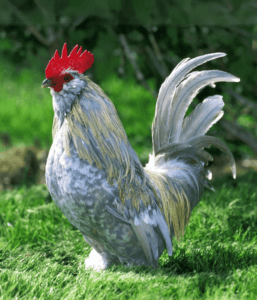 17 Cutest Chicken Breeds (with Pictures) – Chicken Journal