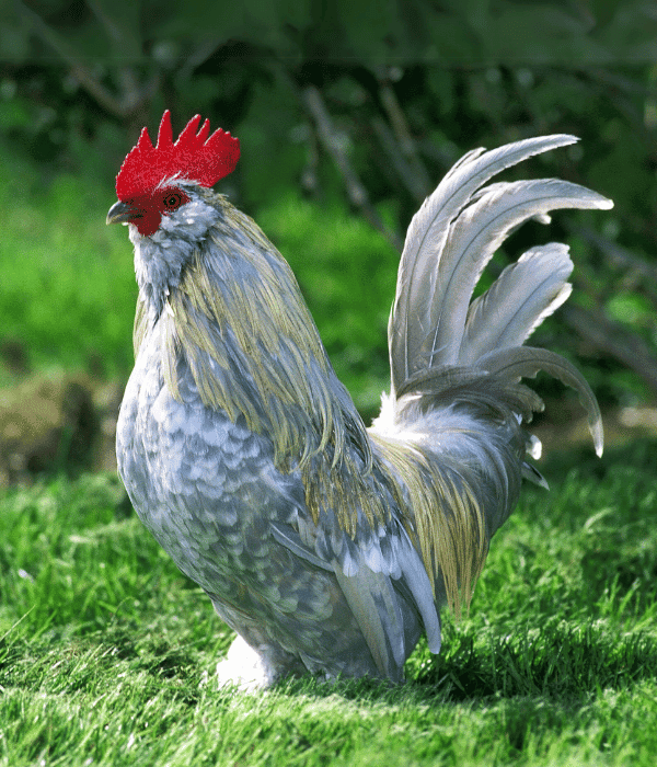 Take A Look About Cutest Chicken Breeds