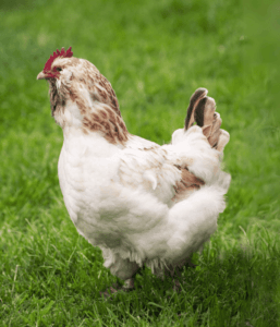 17 Cutest Chicken Breeds (with Pictures) – Chicken Journal